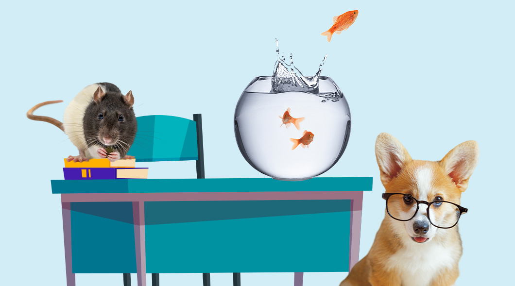 Should Schools Have Classroom Pets should-schools-have-classroom-pets