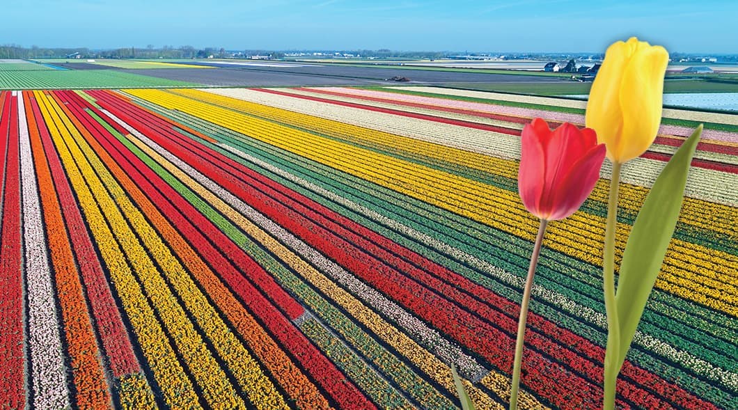 Picture This: Famous Flowers