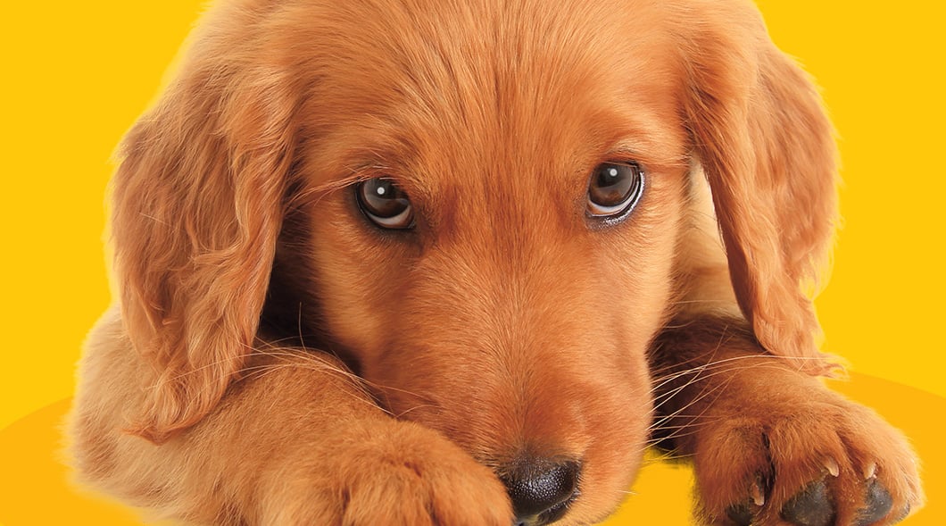 It's All in the Eyes!