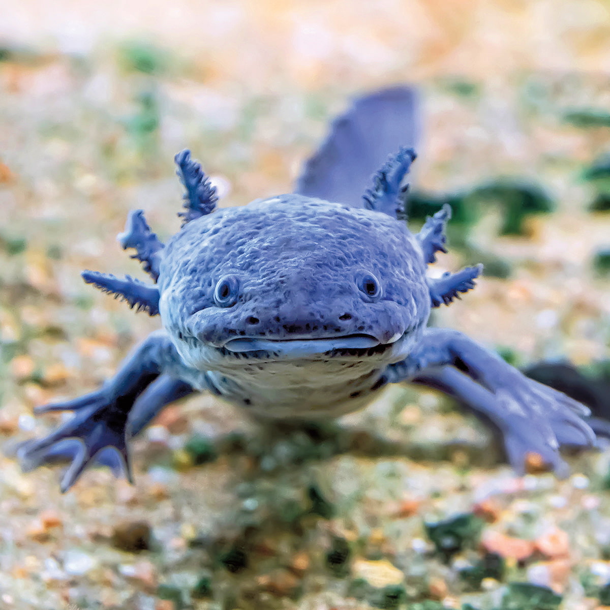 Blue Axolotl Adorable Handmade Blue Axolotl Plush: Crochet Amigurumi