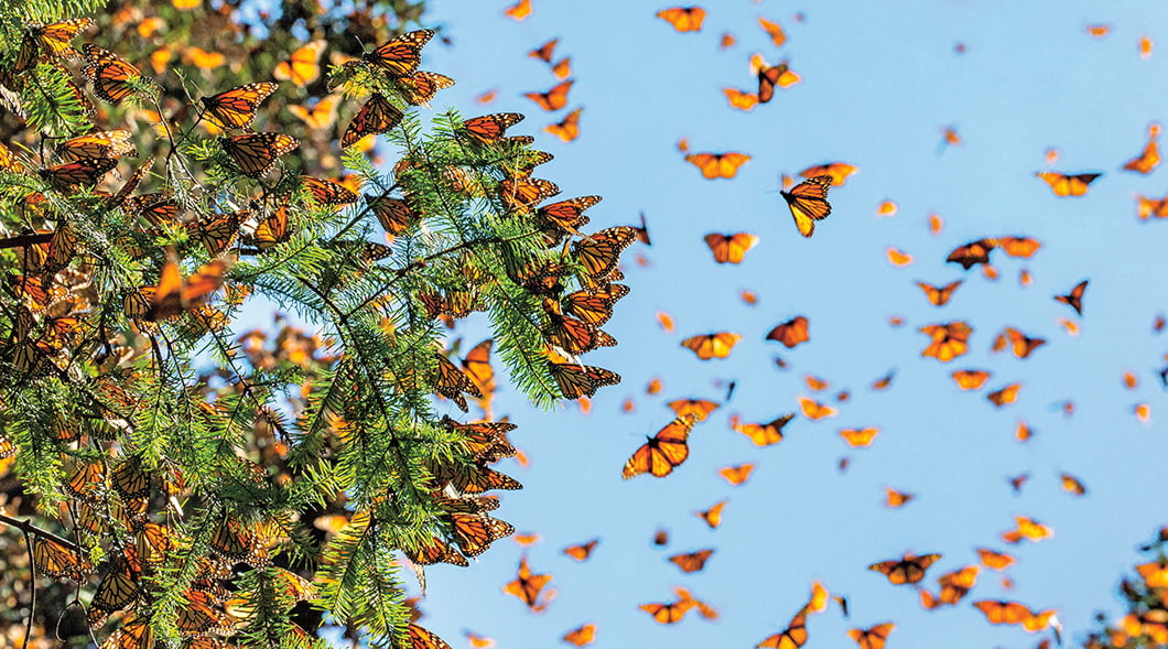 Monarch Butterfly In Flight