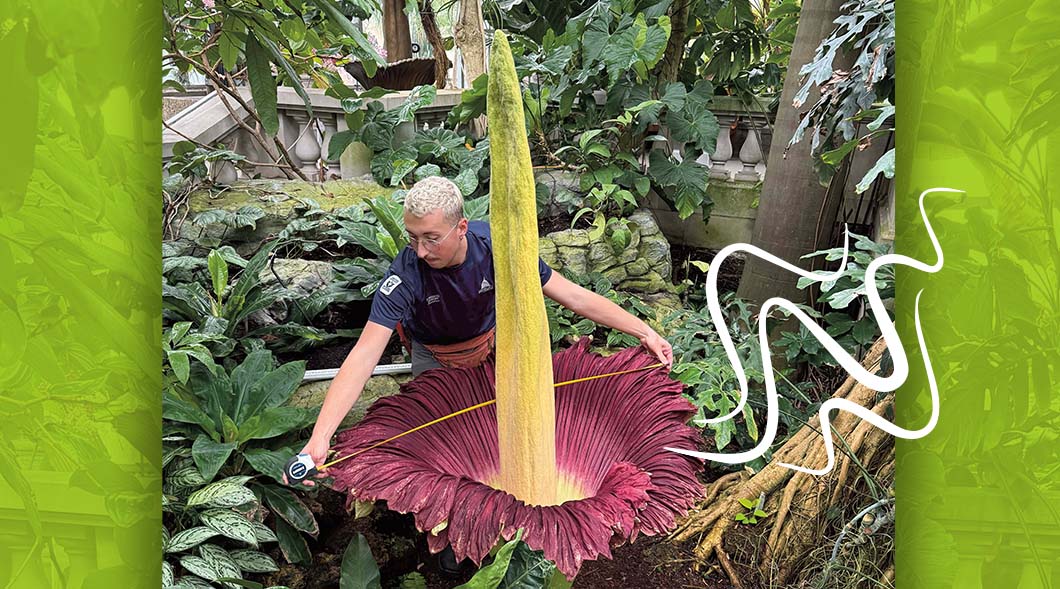 Picture This: Making a Stink